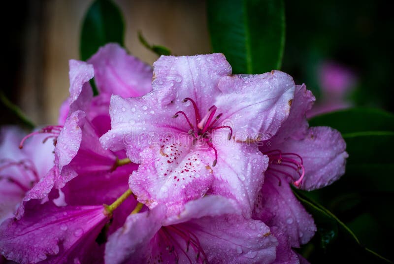 Pacific Northwest Flowers after Spring Rain Stock Photo - Image of ...