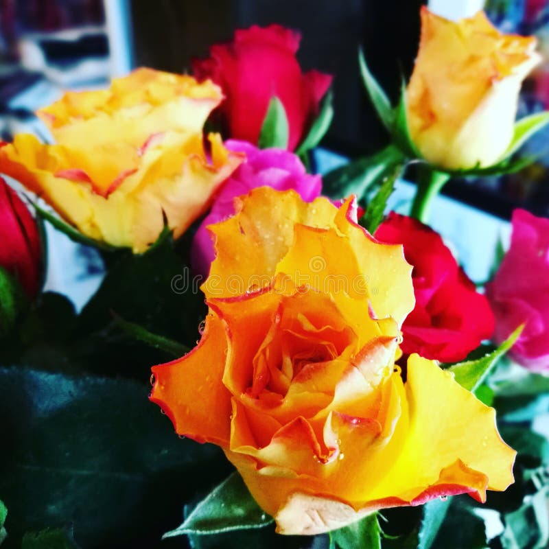 Flowers stock image. Image of flowers, rose, pink, spring - 88052581