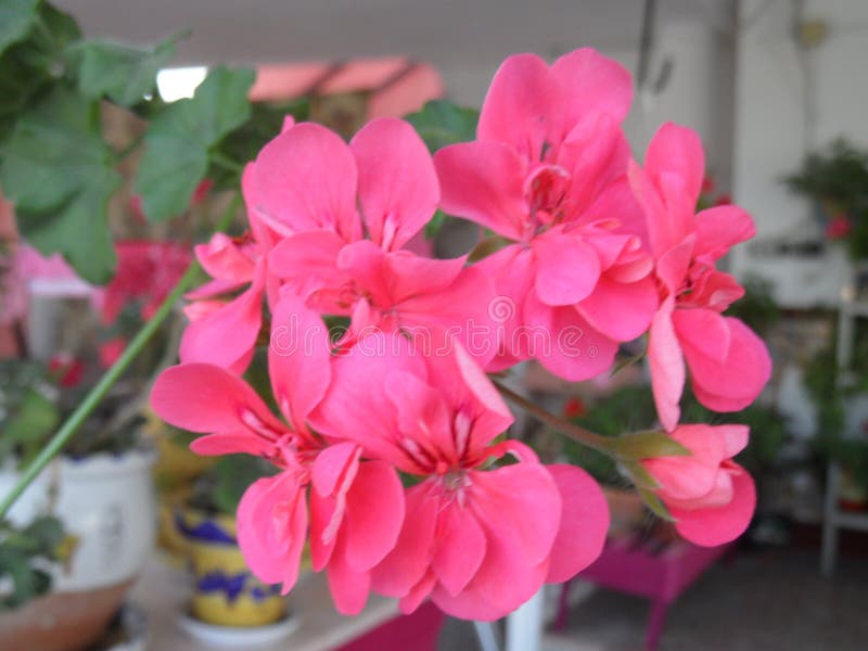 Flowers Spring Rose Bouquet Stock Photo - Image of spring, pink: 109596018