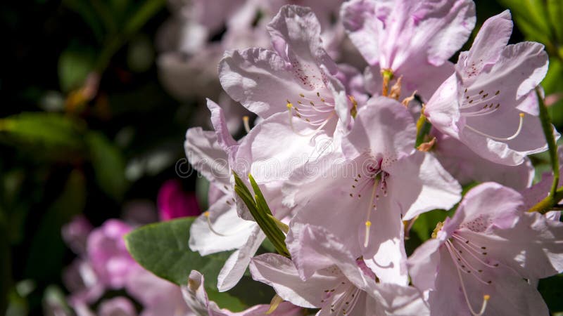Flowers of Spring season stock photo. Image of background - 81898192
