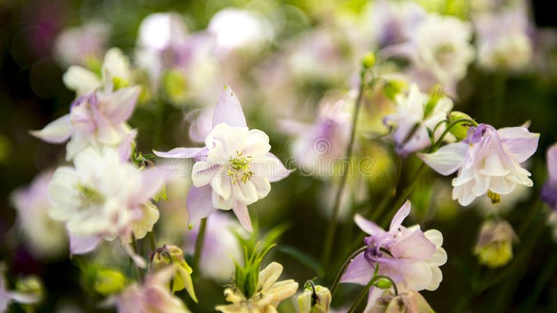 Flowers of Spring season stock photo. Image of bright - 81898636