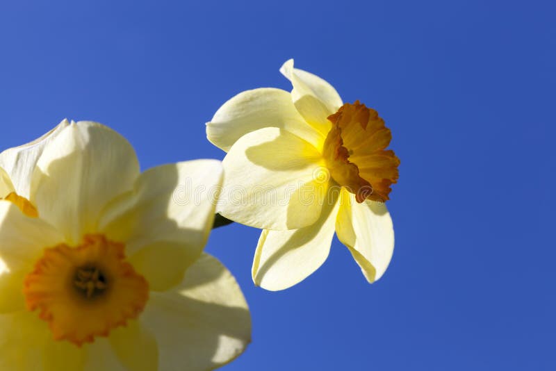Flowers in the Spring Season Stock Photo - Image of summer, garden ...