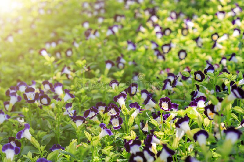 744 Blinking Flowers Stock Photos - Free & Royalty-Free Stock Photos ...