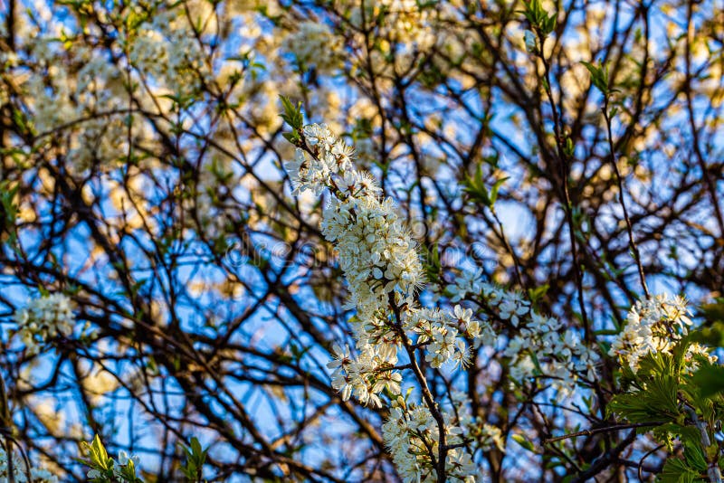 Flowers of Spring, Spring Blossom, Prunus, White Flowers from Shrubs ...