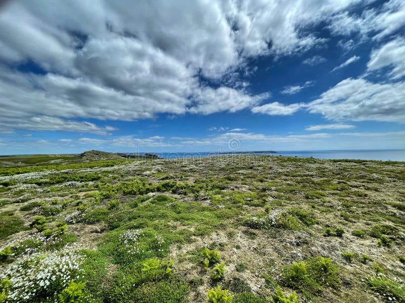 Flowers in spring stock photo. Image of spring, island - 281185656