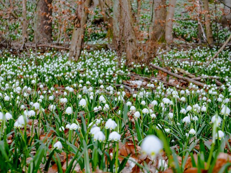 Snowstorm Jar Stock Photos - Free & Royalty-Free Stock Photos from ...
