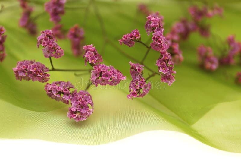 Flowers in the Spring Soft Green Background Stock Image - Image of ...