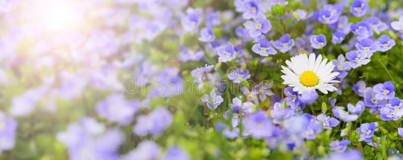Flowers at Spring with Sun Rays Stock Photo - Image of daisy, field ...