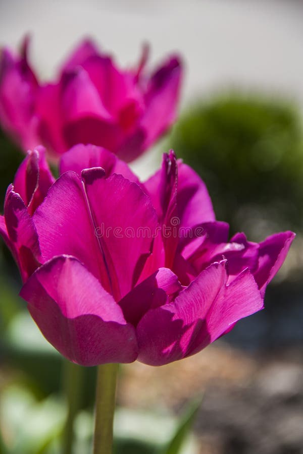 Flowers Spring Tulips. Garden Tulips Stock Image - Image of tulips ...