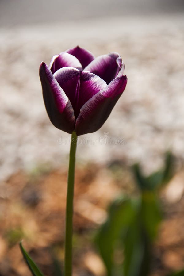 Flowers Spring Tulips. Garden Tulips Stock Image - Image of yellow ...