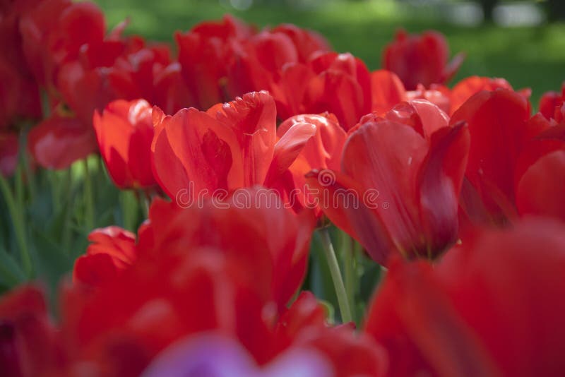 Flowers Spring Tulips. Garden Tulips Stock Image - Image of garden ...