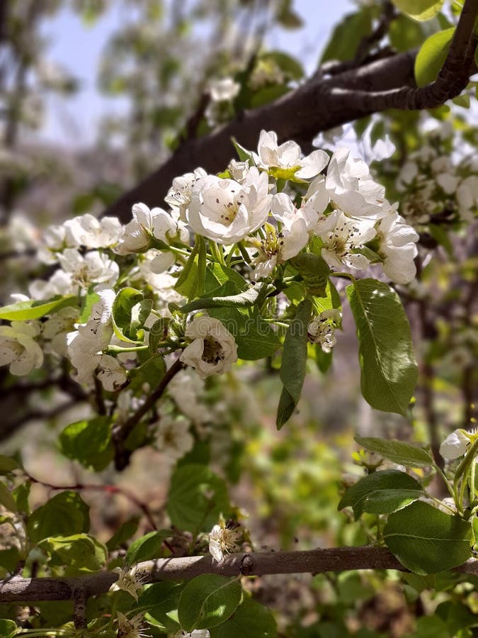 Flowers Spring White Green Clear Stock Photo - Image of white, spring ...