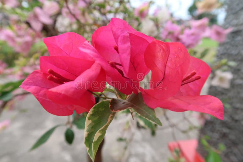 The flowers are springing stock photo. Image of flower - 316503862