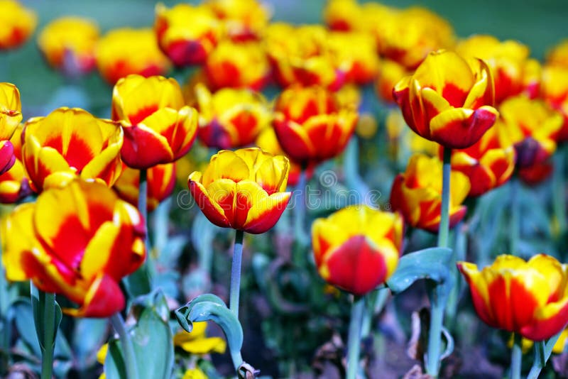 Flowers in springtime stock photo. Image of freshness - 11344556