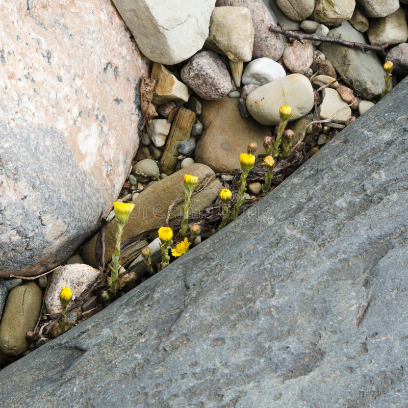 Flowers Sprouting in the Spring among Stones Stock Image - Image of ...