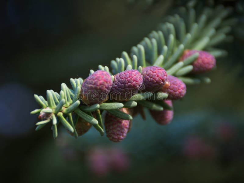 The flowers of spruce stock photo. Image of flower, background - 74593086