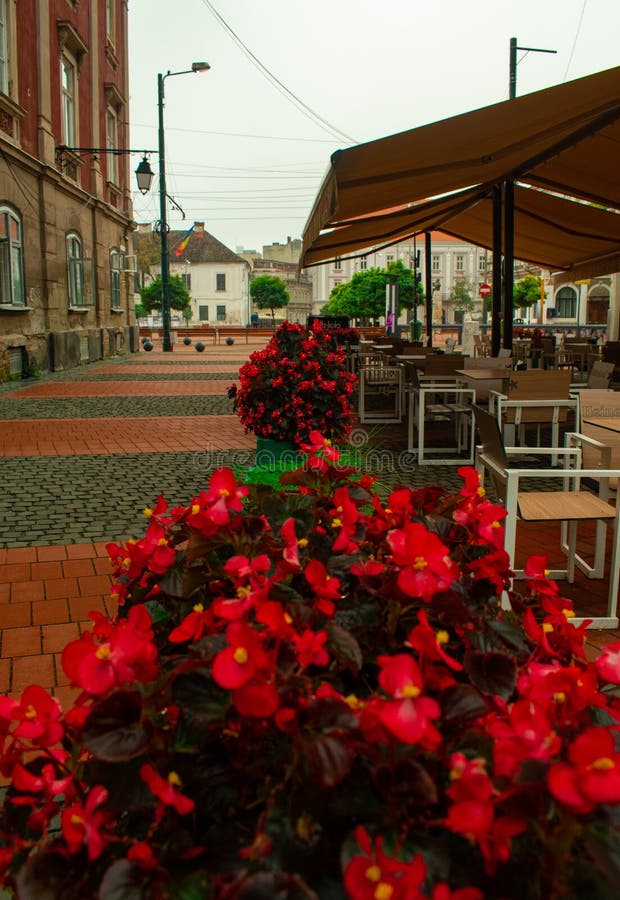 Flowers on the square stock image. Image of shrine, plant - 200326117