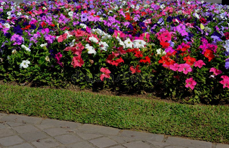 Flowers in the square stock image. Image of flora, leaf - 53322149