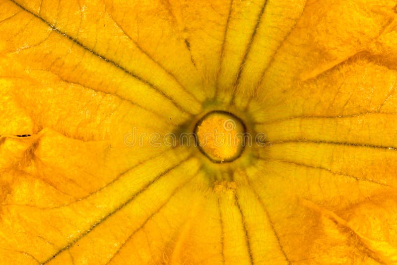 Flowers of Squash stock photo. Image of detail, field - 209621162