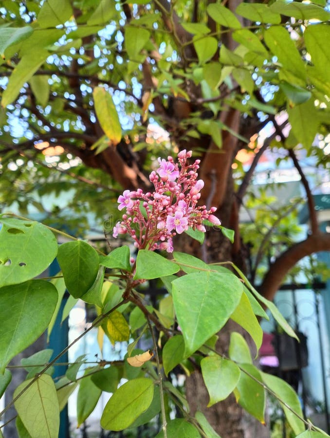 Flowers from a Star Fruit Tree that Has Just Bloomed Stock Image ...