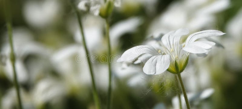 Flowers Starchatka average stock photo. Image of forest - 250891228