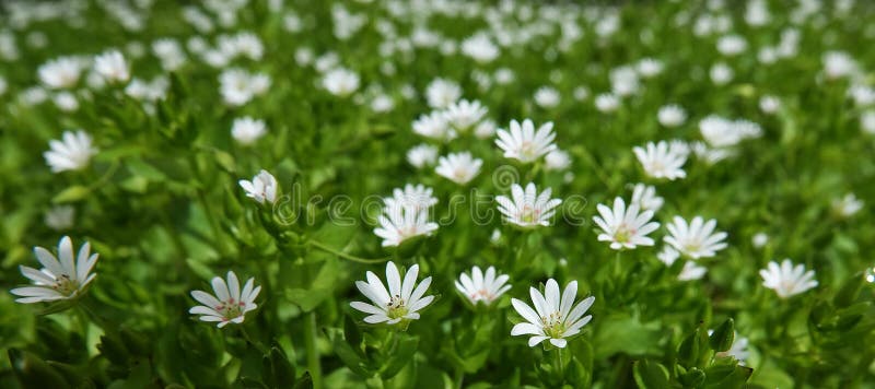 Flowers Starchatka average stock image. Image of flora - 250894727