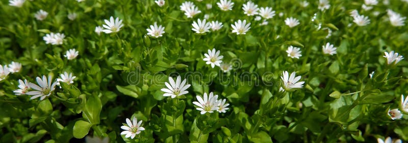 Flowers Starchatka average stock image. Image of flowers - 256005763