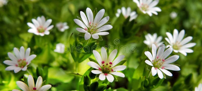 Flowers Starchatka average stock photo. Image of blooms - 256005770
