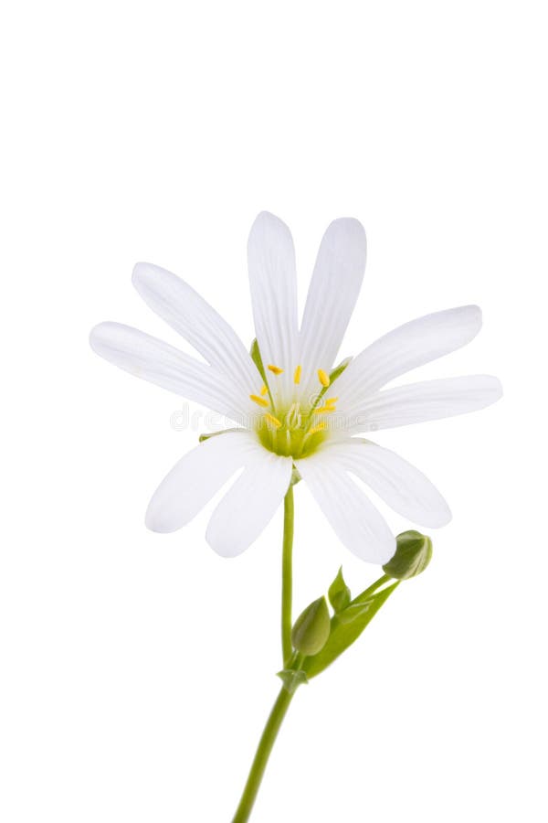 Flowers Starflower Lanceolate Isolated Stock Photo - Image of blossom ...