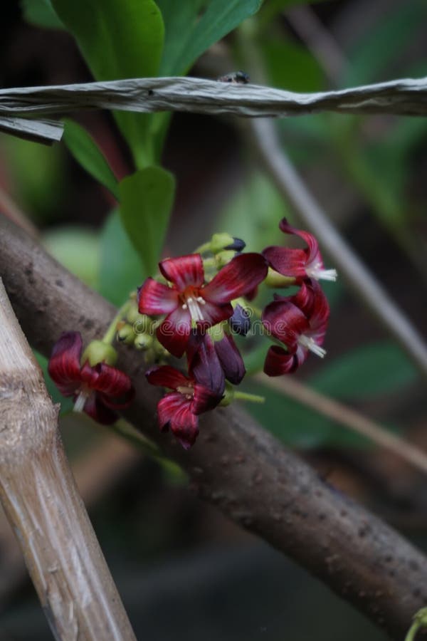 Flowers from the Starfruit Tree Stock Image - Image of nature ...