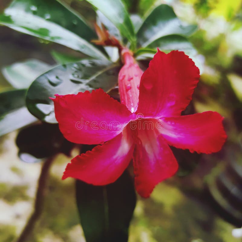 When the Flowers Start To Bloom Stock Image - Image of indah, start ...