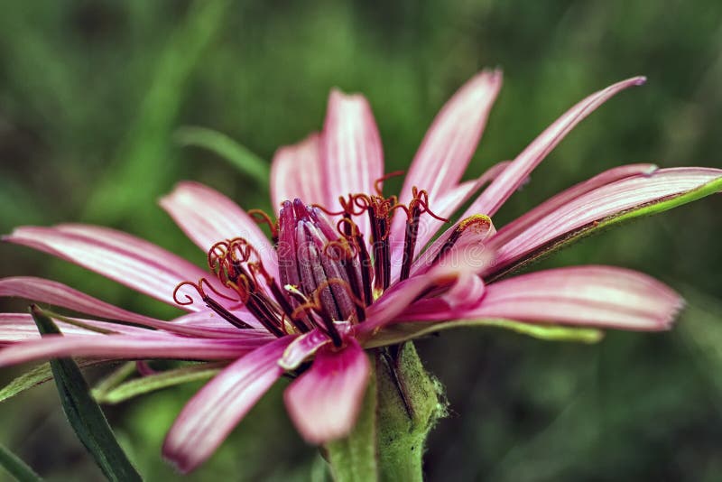 1,131 Steppes Flowers Stock Photos - Free & Royalty-Free Stock Photos ...