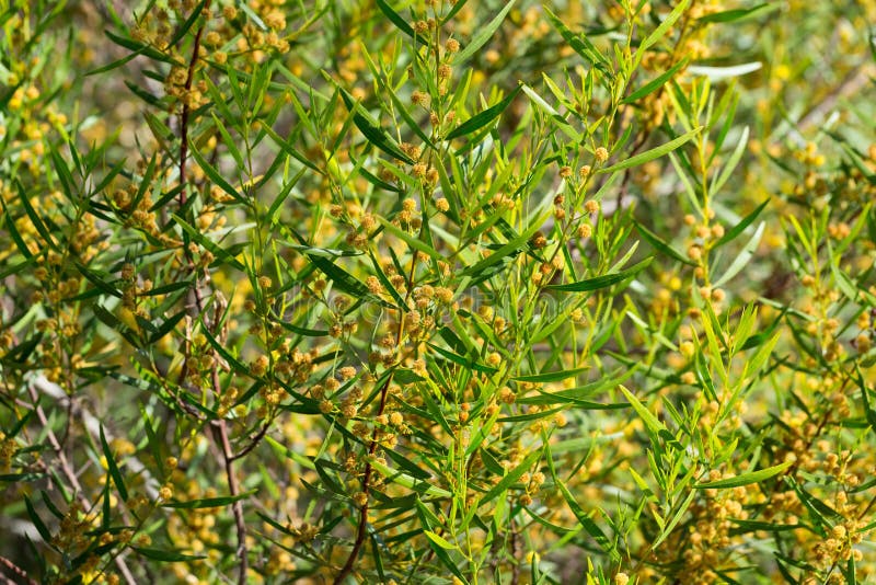 Flowers on Sticky Wattle Tree Stock Photo - Image of flowering, botanic ...