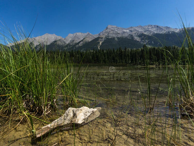Flowers Stone and Mountain in Front and Behind a Lake Stock Photo ...