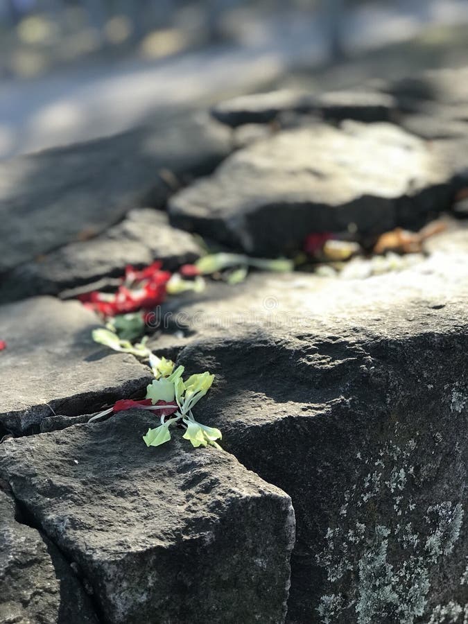 Falling through the cracks stock image. Image of flowers - 105361719