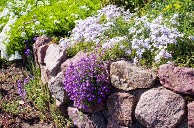 Flowers and Stones in Garden on Alpine Slide Stock Image - Image of ...