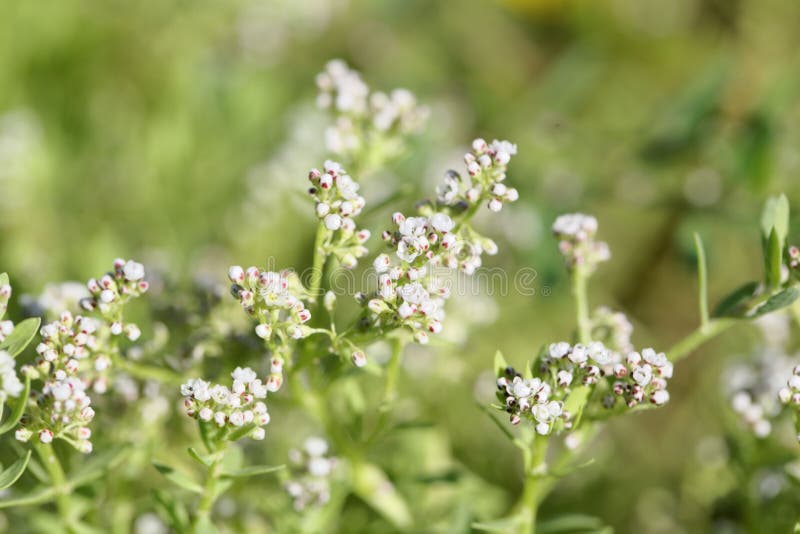 Corrigiola Litoralis Stock Photos - Free & Royalty-Free Stock Photos ...