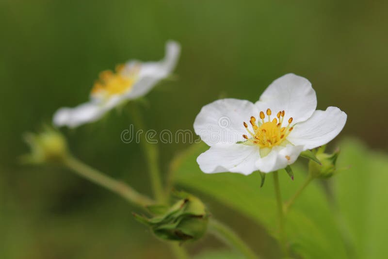 Flowers of strawberry stock photo. Image of plant, strawberry - 71137050