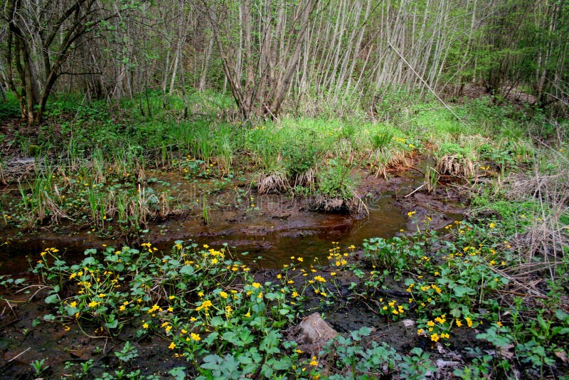 Flowers by the stream stock photo. Image of summer, spring - 32073000