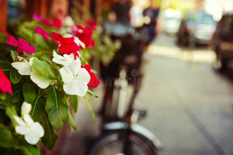Flowers on Street. Urban Background Stock Photo - Image of brochure ...