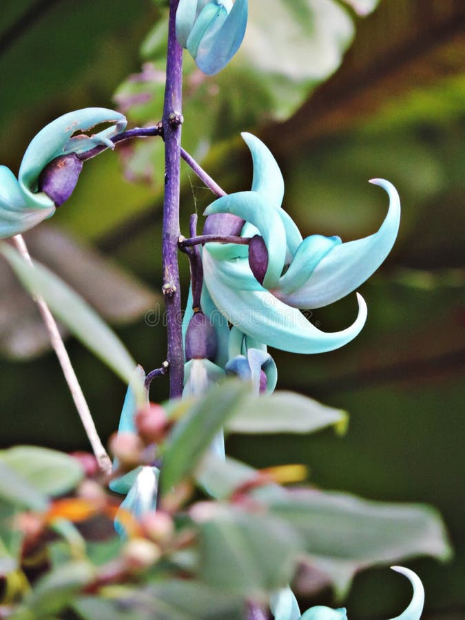 Flowers of Strongylodon Macrobotrys or Jade Vine. Stock Photo - Image ...