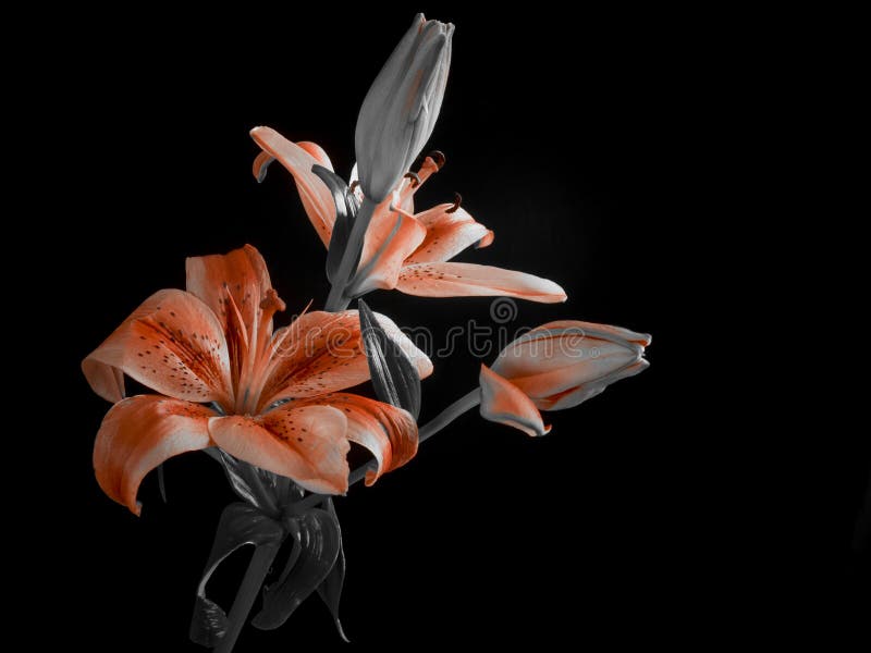 Flowers in Studio stock photo. Image of florist, flowers - 70202586