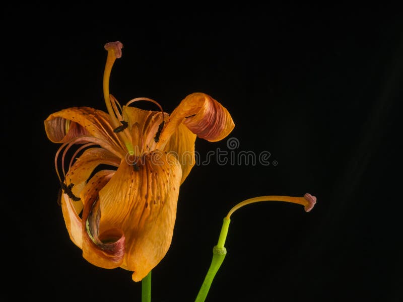 Flowers in Studio stock photo. Image of finishing, studio - 70202640