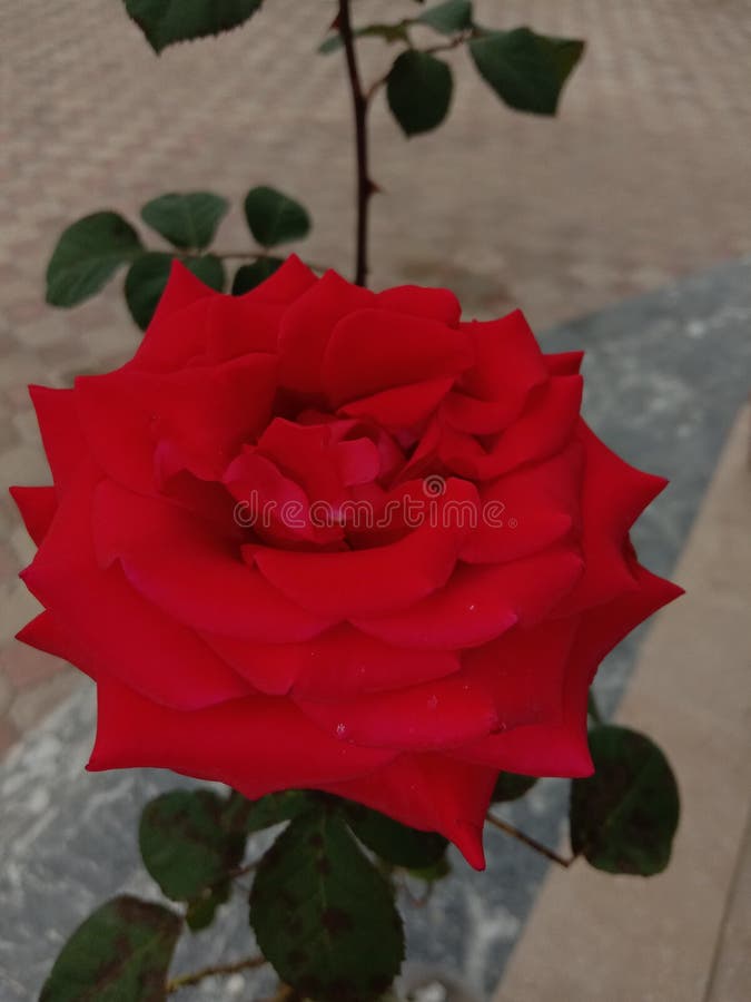 Flowers Stunning Look Red Rose Stock Photo - Image of plant, petal ...
