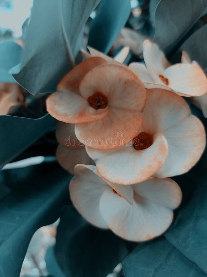 Flowers Suitable for Wallpapers Stock Image - Image of wall, flower ...