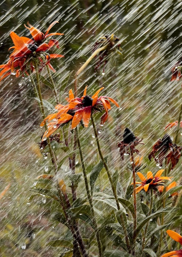 Flowers during a Summer Rain Stock Image - Image of cheerful, water ...
