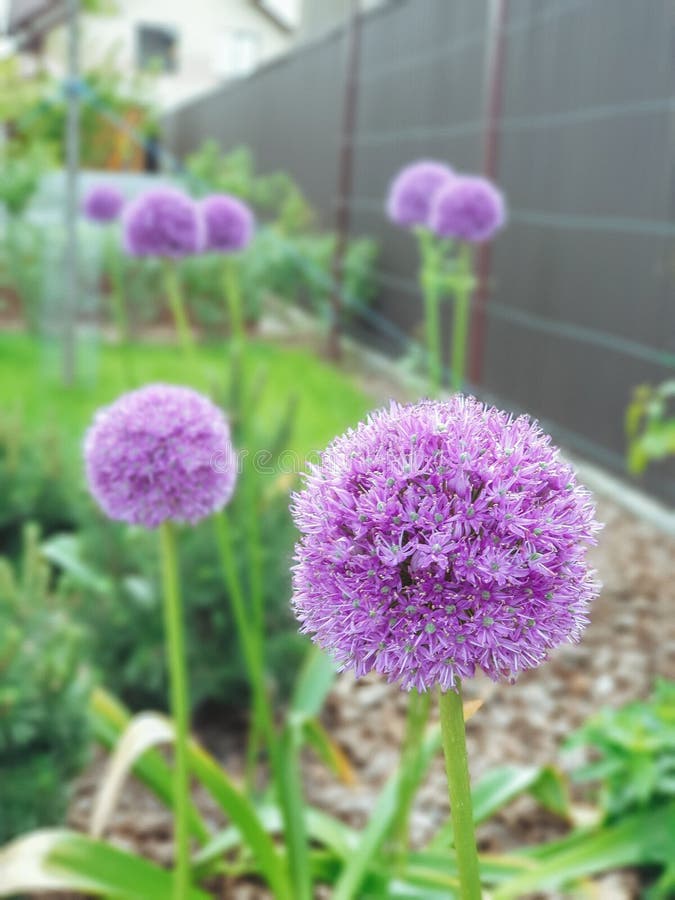 Flowers, Summer, Spring, Natural Beauty, Onion Color Stock Image ...