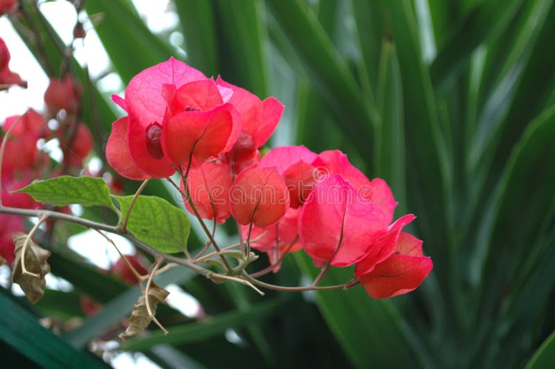 Flowers in summer time stock photo. Image of flower, petal - 83435788