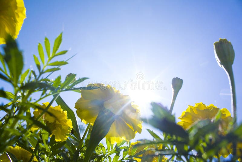 Flowers on sun stock photo. Image of outdoors, bright - 10714086