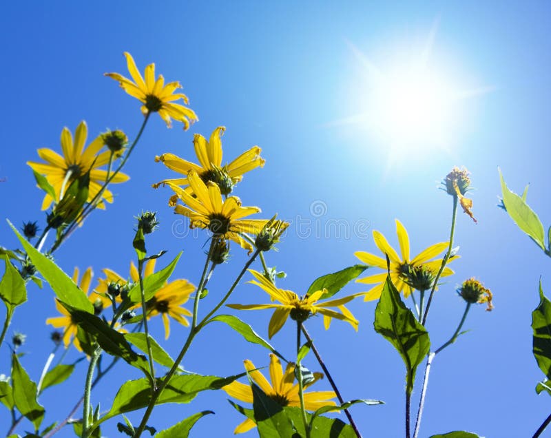 Flowers on sun stock photo. Image of flower, farm, field - 10714172
